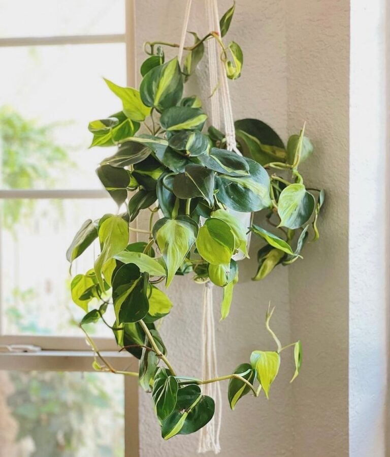 15 Popular Climbing and Trailing Philodendron Varieties | Houseplant Alley