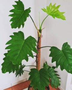 15 Popular Climbing and Trailing Philodendron Varieties | Houseplant Alley