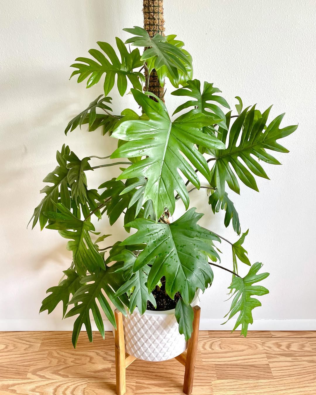 15 Popular Climbing and Trailing Philodendron Varieties | Houseplant Alley