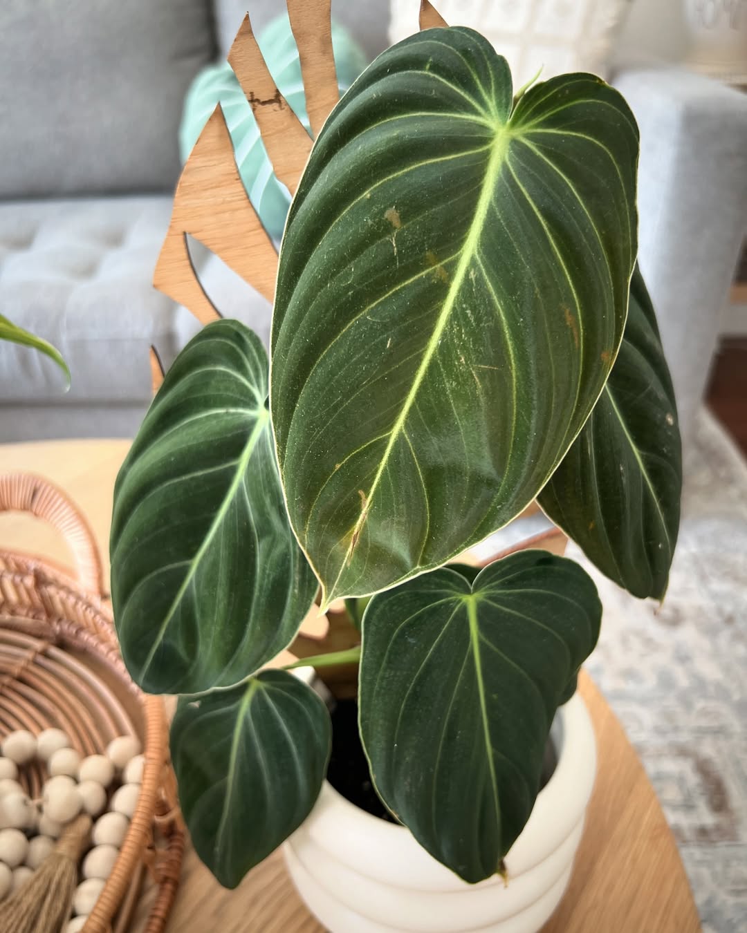 15 Exotic Aroid Plants That Will Elevate Your Collection | Houseplant Alley