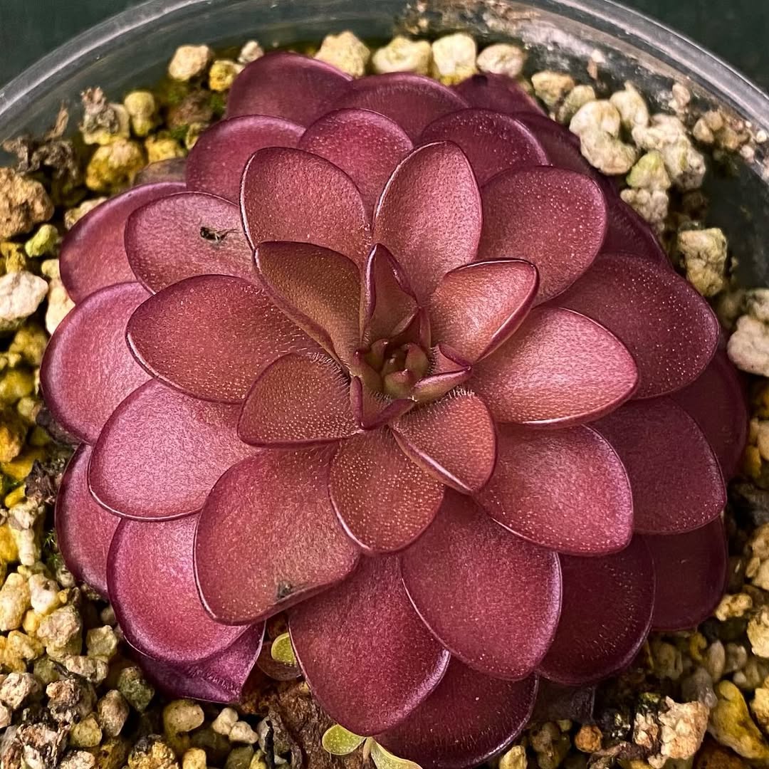 25 Incredible Carnivorous Plants You Can Grow | Houseplant Alley