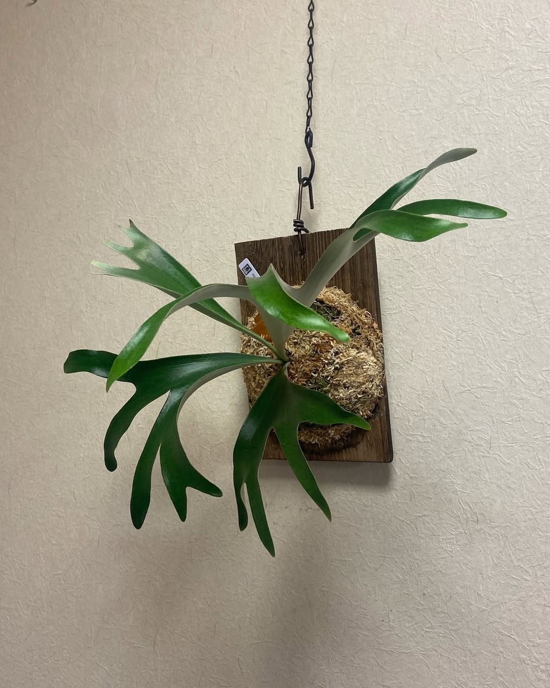 59 Types of Staghorn Ferns and Their Care (Ultimate Guide) | Houseplant ...