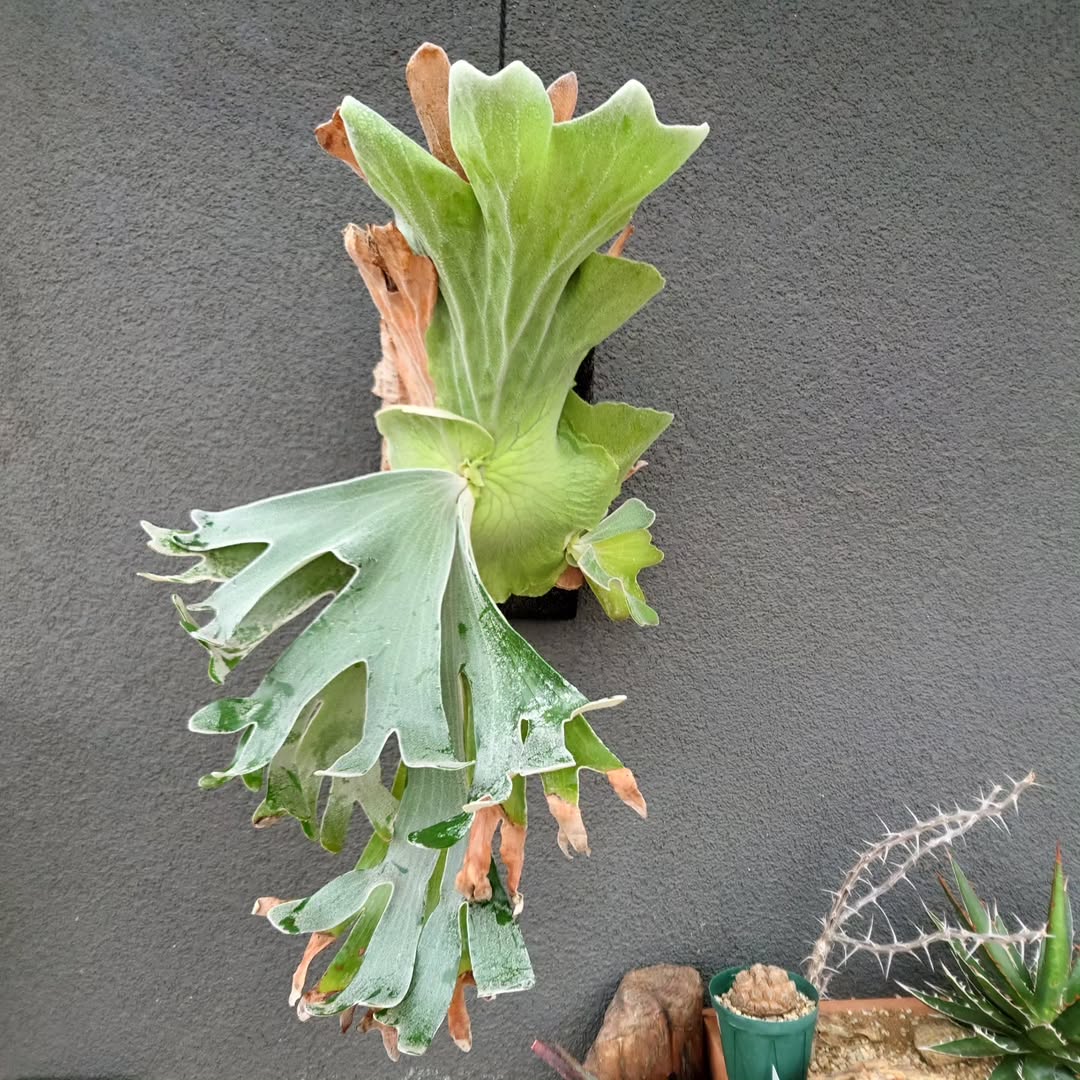 59 Types of Staghorn Ferns and Their Care (Ultimate Guide) | Houseplant ...