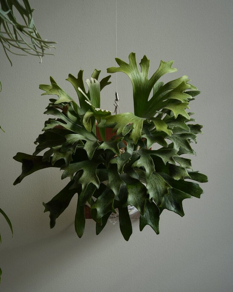 59 Types of Staghorn Ferns and Their Care (Ultimate Guide) | Houseplant ...