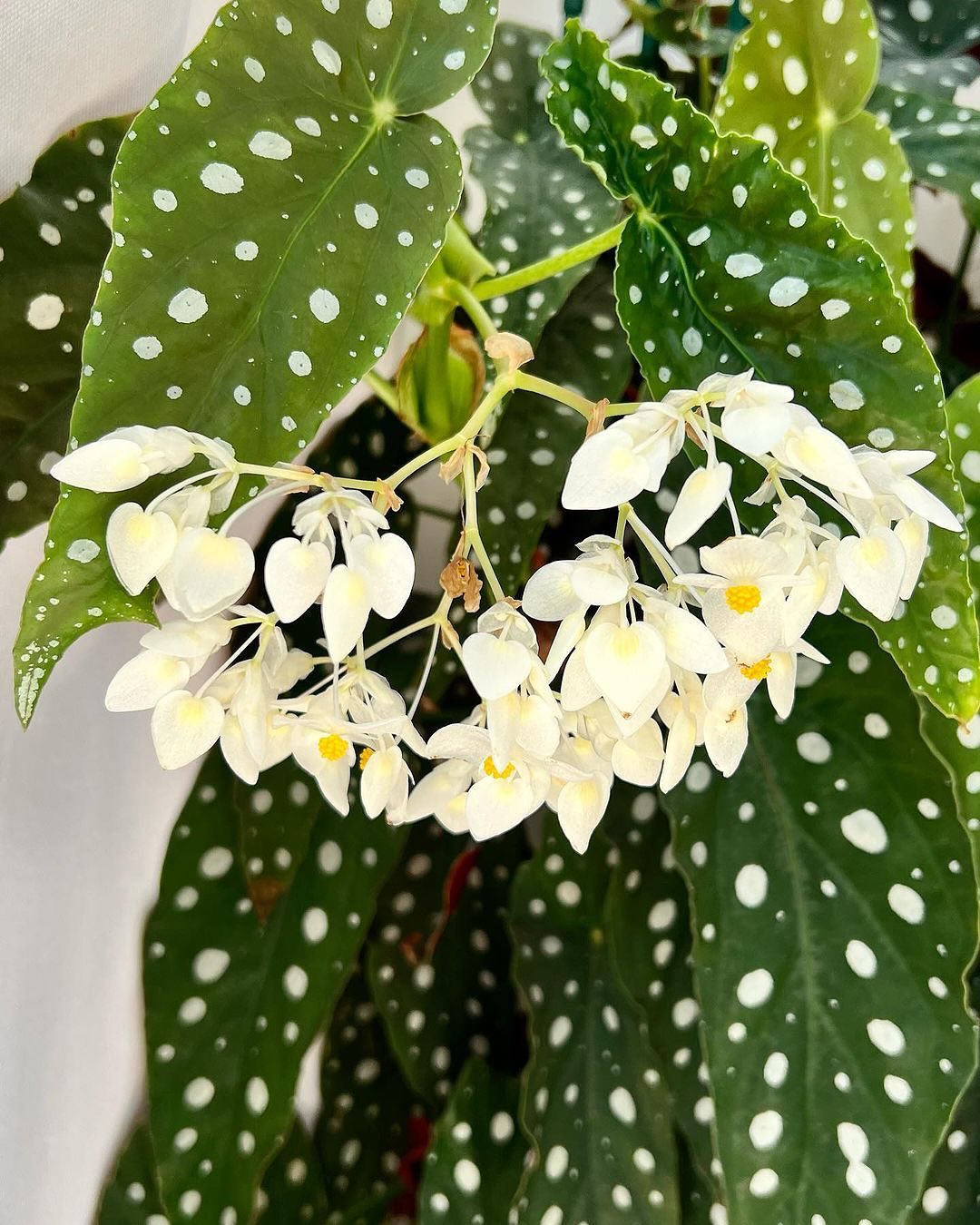 15 Beautiful Begonia Varieties That Bloom Indoors | Houseplant Alley