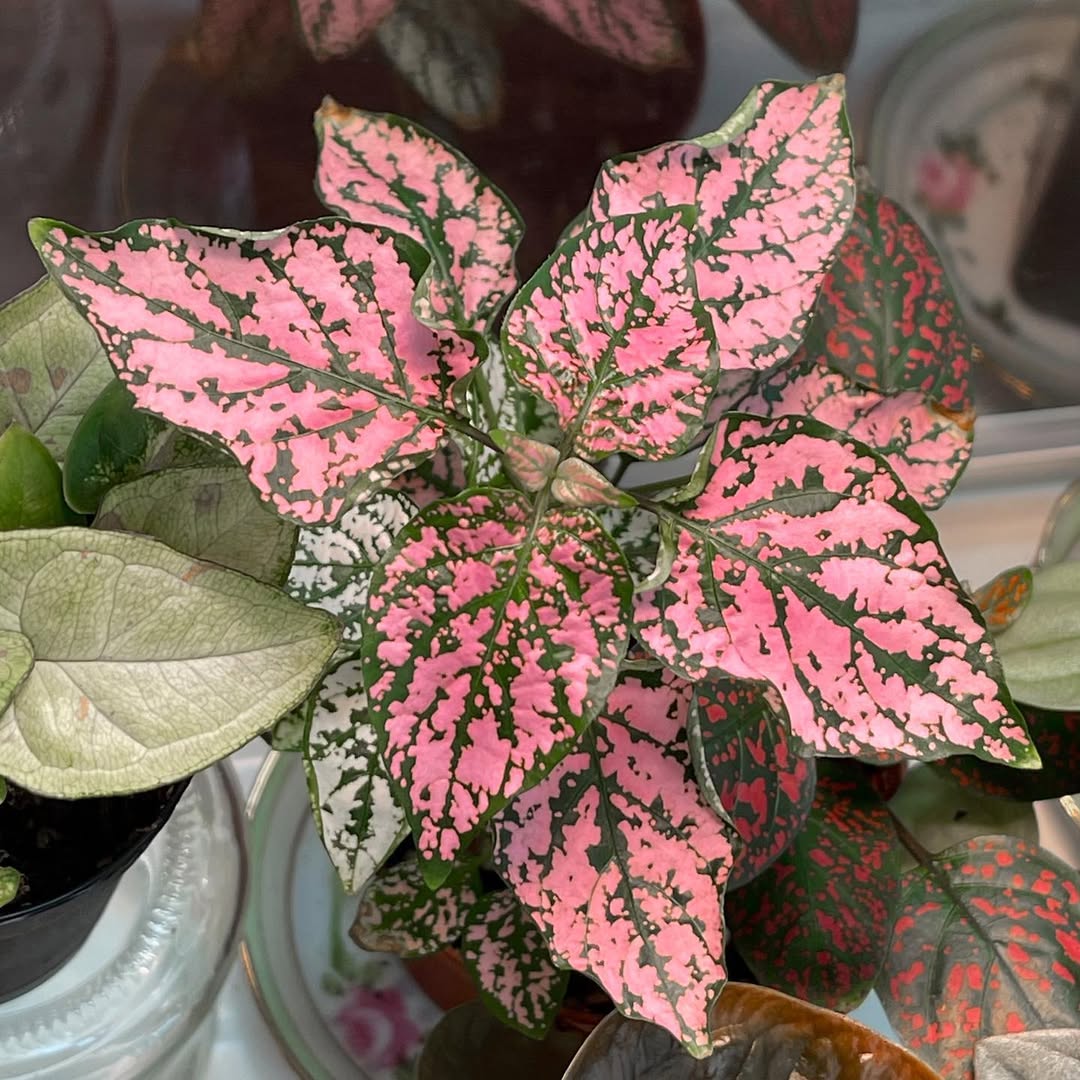 15 Houseplants With Stunning & Unique Leaves | Houseplant Alley