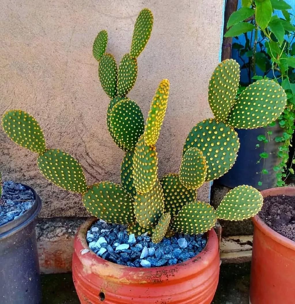 15 Best Cacti That Practically Take Care of Themselves | Houseplant Alley