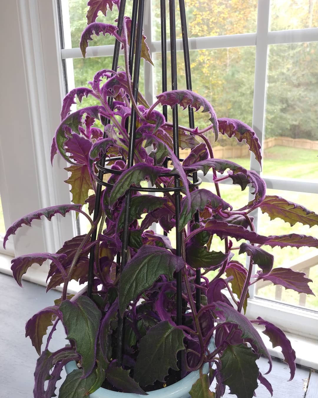 10 Pet-Friendly Indoor Vines to Keep Your Home Lush and Safe | Houseplant Alley