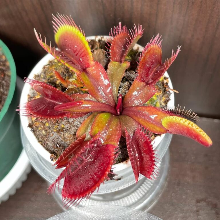 33 Amazing Venus Flytrap Varieties and How to Care for Them ...