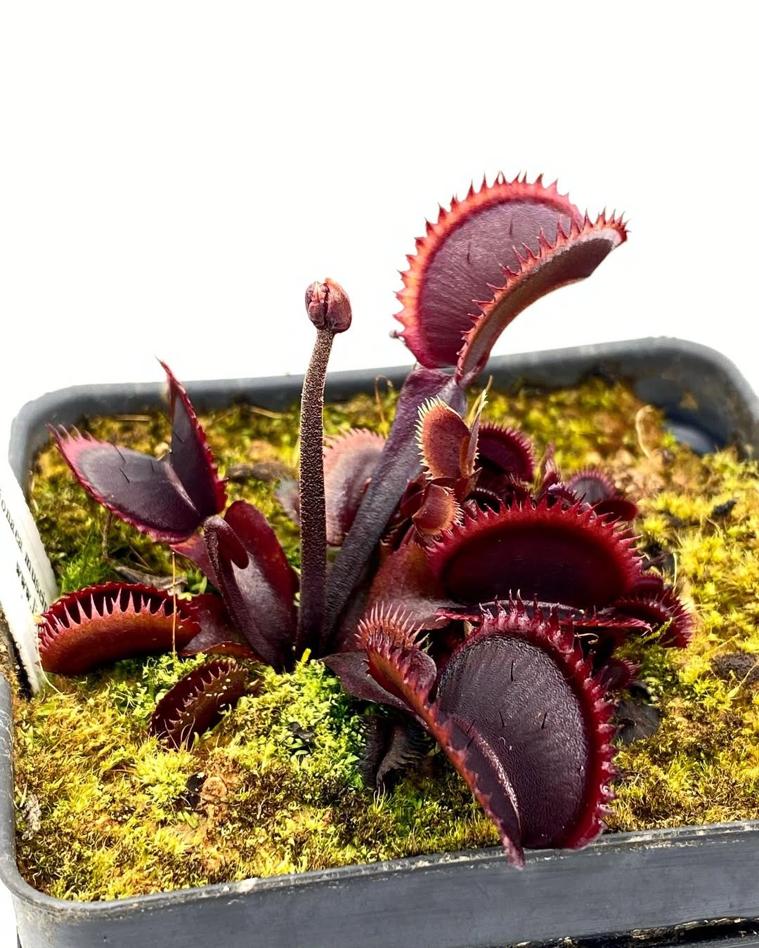 33 Amazing Venus Flytrap Varieties and How to Care for Them | Houseplant Alley