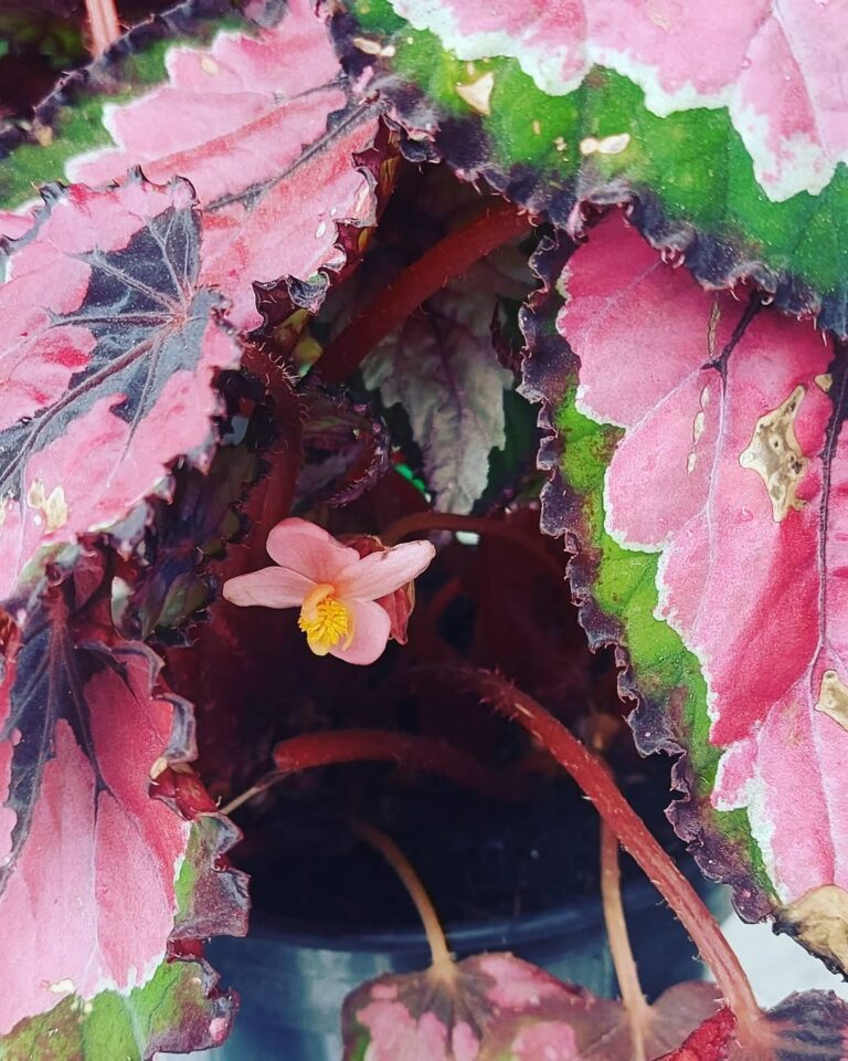15 Beautiful Begonia Varieties That Bloom Indoors | Houseplant Alley