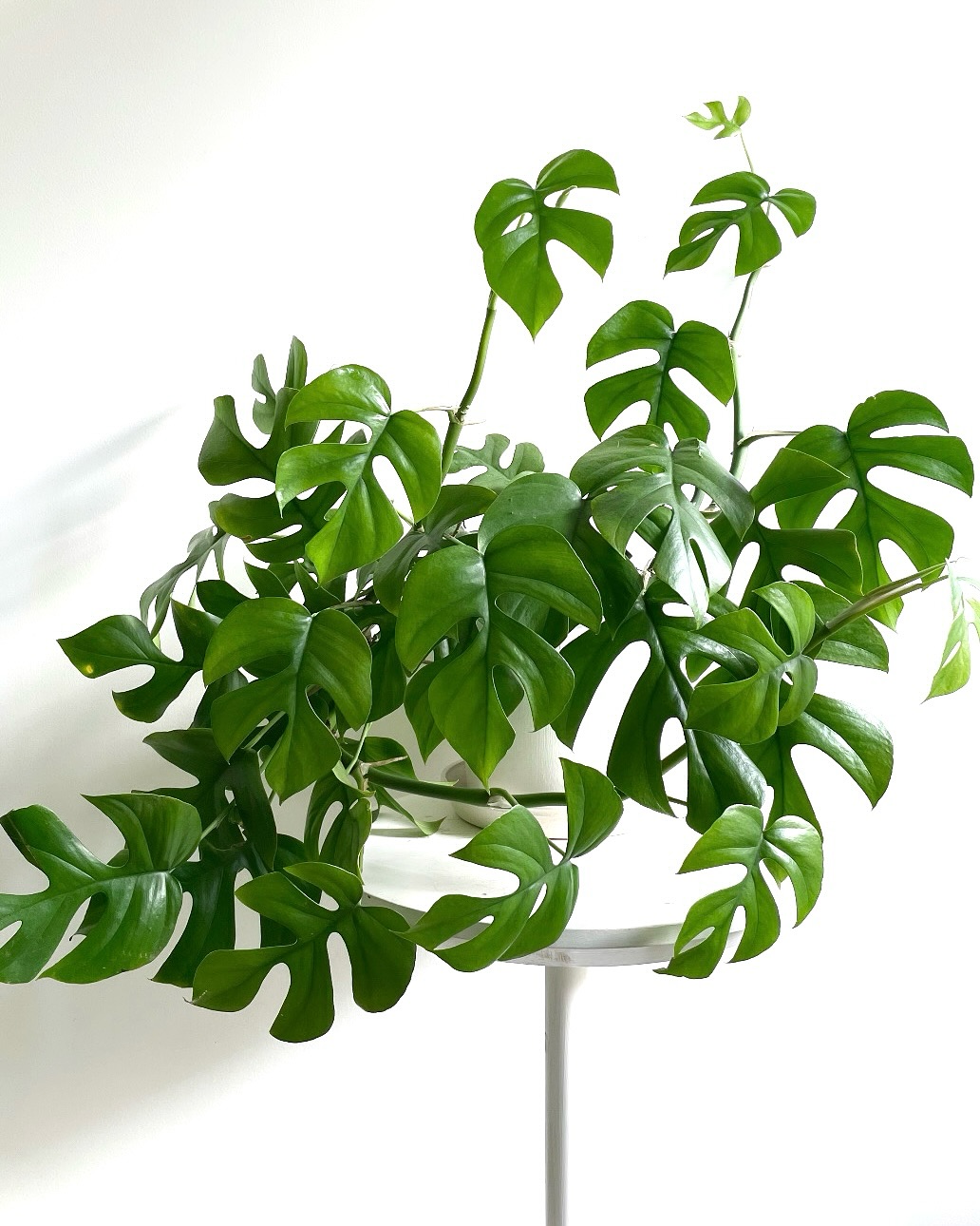 15 Best Aroid Plants That Flourish Indoors | Houseplant Alley