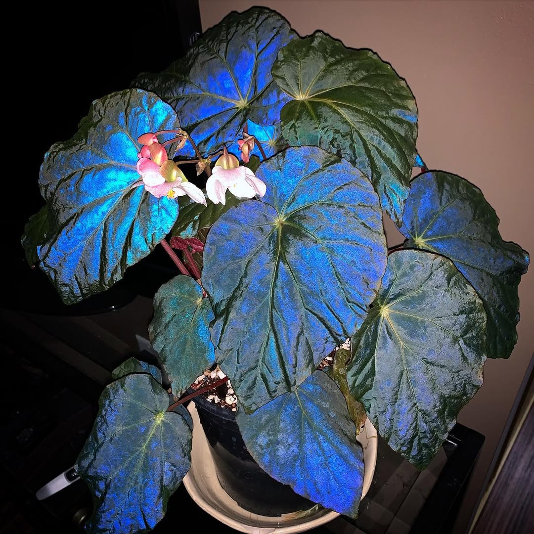 15 Begonias With Stunning Leaves You'll Love | Houseplant Alley