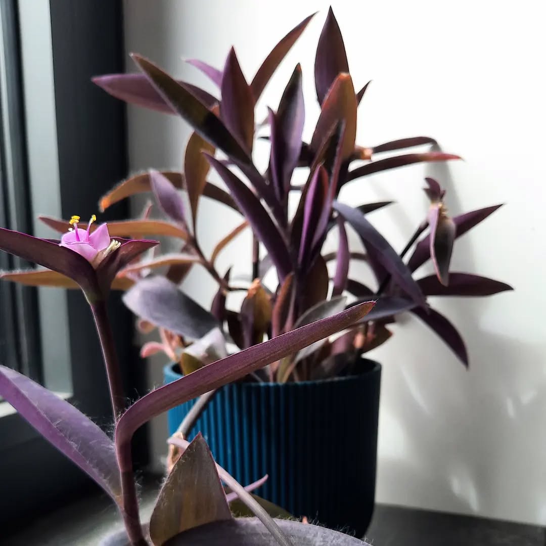 15 Houseplants With Stunning Colors to Brighten Your Home | Houseplant ...