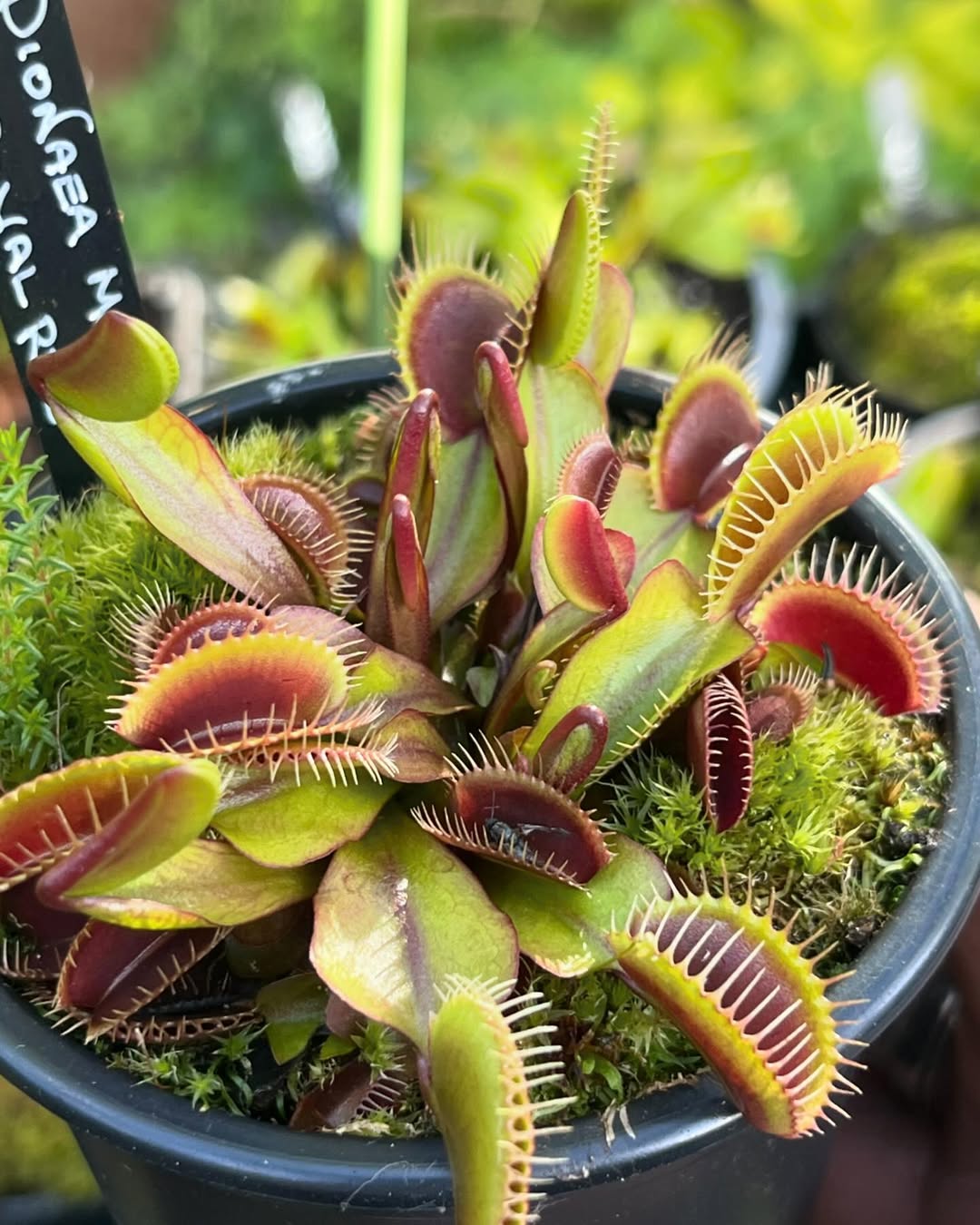 33 Amazing Venus Flytrap Varieties and How to Care for Them | Houseplant Alley
