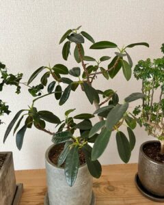 15 Top Ficus Tree Varieties for Your Home | Houseplant Alley