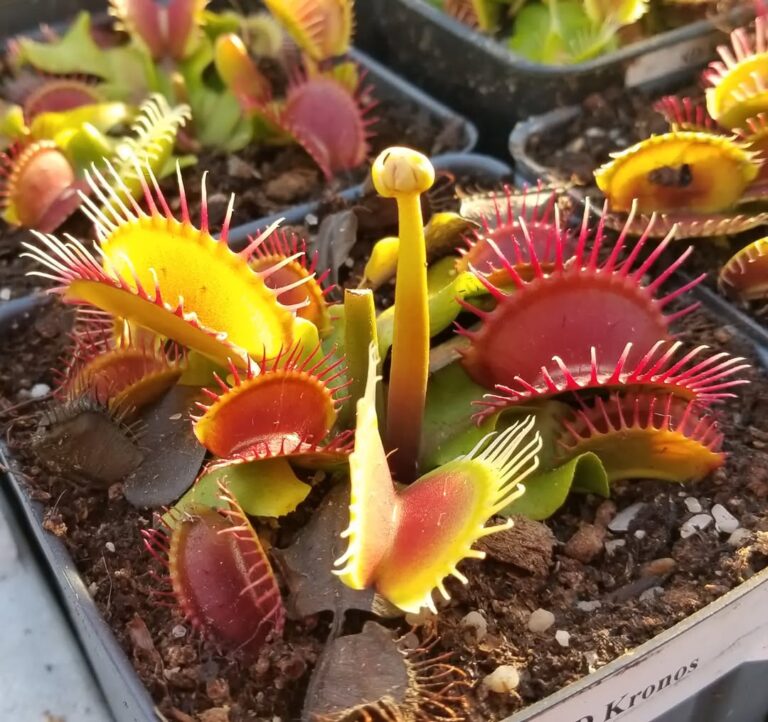 33 Amazing Venus Flytrap Varieties and How to Care for Them ...