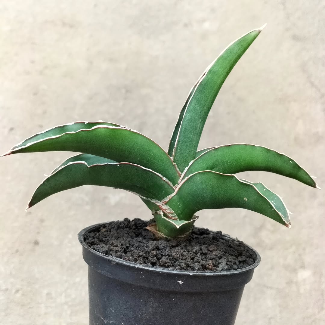 10 Rare Snake Plant Varieties That Will Surprise You | Houseplant Alley