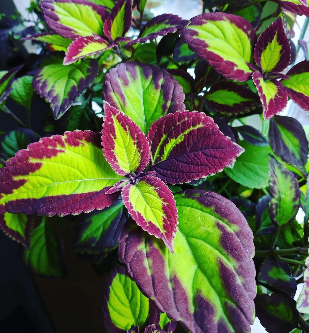 30 Best Indoor Coleus Varieties With Names and Pictures | Houseplant Alley