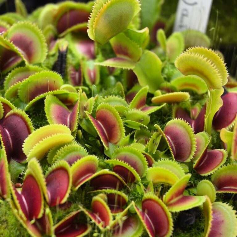 33 Amazing Venus Flytrap Varieties and How to Care for Them | Houseplant Alley