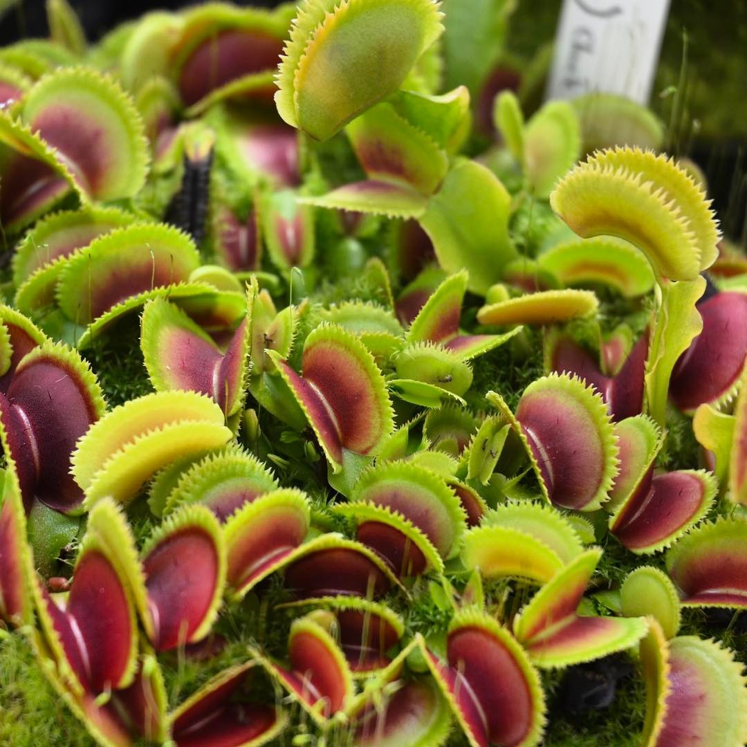 33 Amazing Venus Flytrap Varieties and How to Care for Them | Houseplant Alley