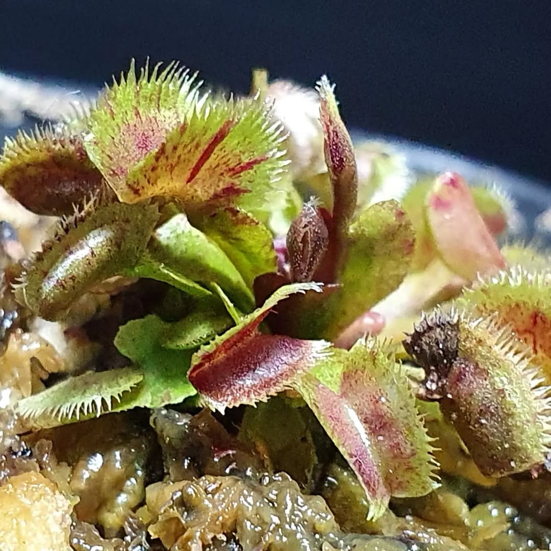 33 Amazing Venus Flytrap Varieties and How to Care for Them | Houseplant Alley