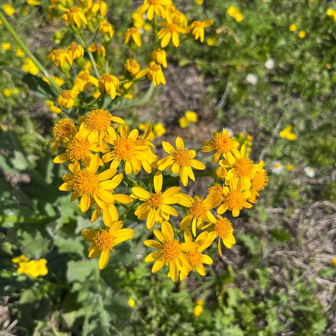 80 Beautiful Senecio Plants With Names And Pictures Houseplant Alley