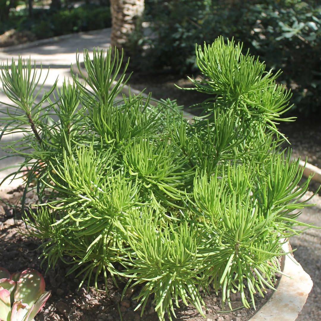 80 Beautiful Senecio Plants With Names and Pictures | Houseplant Alley