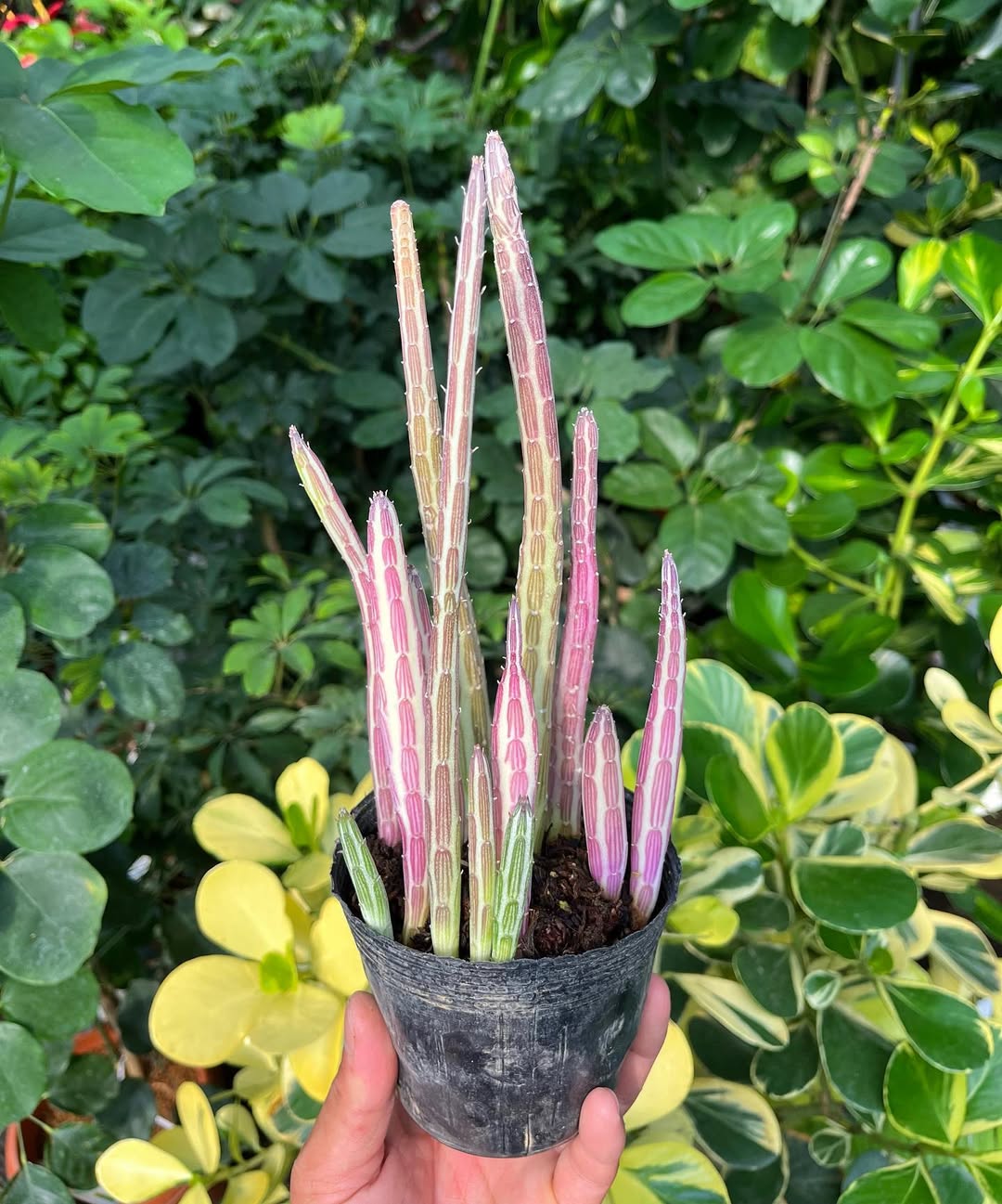 80 Beautiful Senecio Plants With Names and Pictures | Houseplant Alley