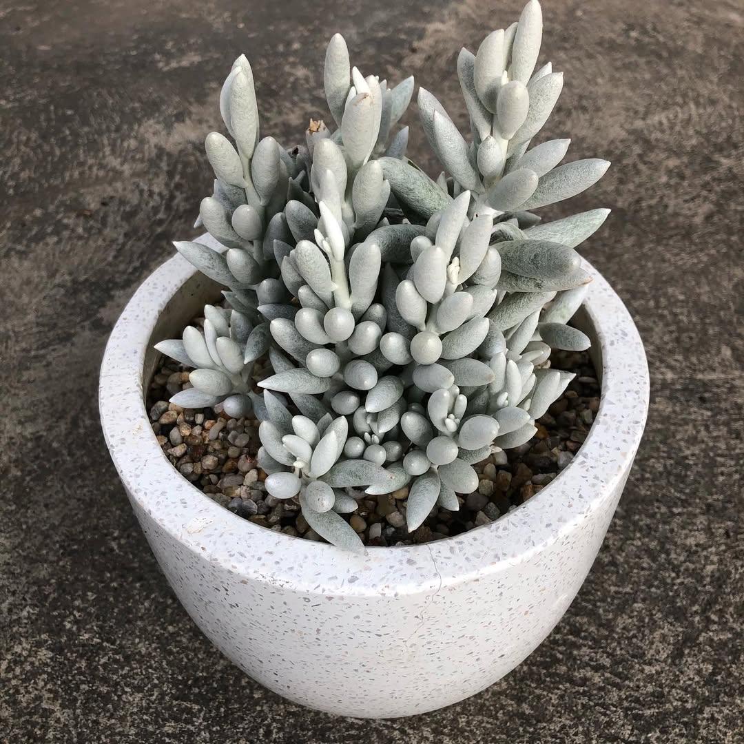 80 Beautiful Senecio Plants With Names and Pictures | Houseplant Alley