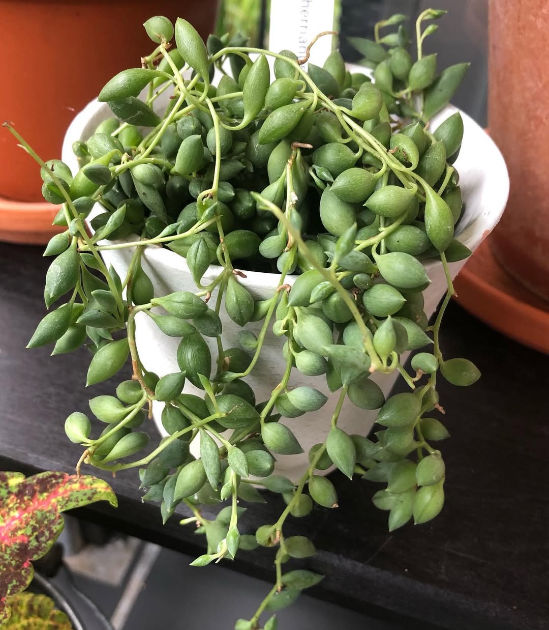 80 Beautiful Senecio Plants With Names and Pictures | Houseplant Alley