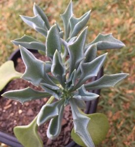 80 Beautiful Senecio Plants With Names and Pictures | Houseplant Alley
