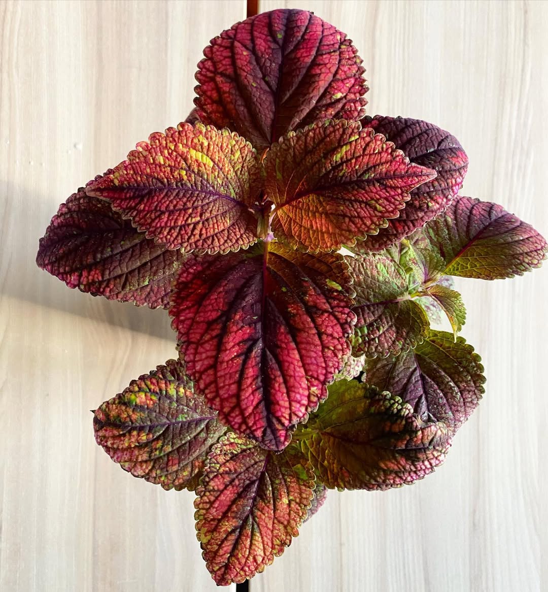 30 Best Indoor Coleus Varieties With Names and Pictures | Houseplant Alley