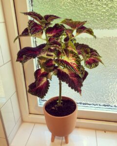30 Best Indoor Coleus Varieties With Names and Pictures | Houseplant Alley