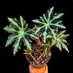 15 Begonias With Stunning Leaves You'll Love | Houseplant Alley