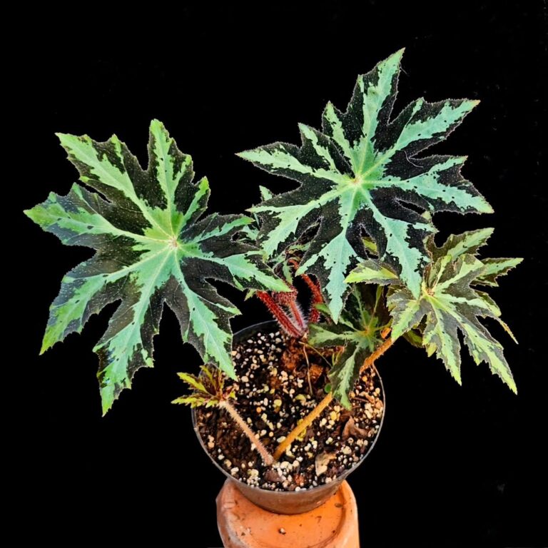15 Begonias With Stunning Leaves You'll Love | Houseplant Alley