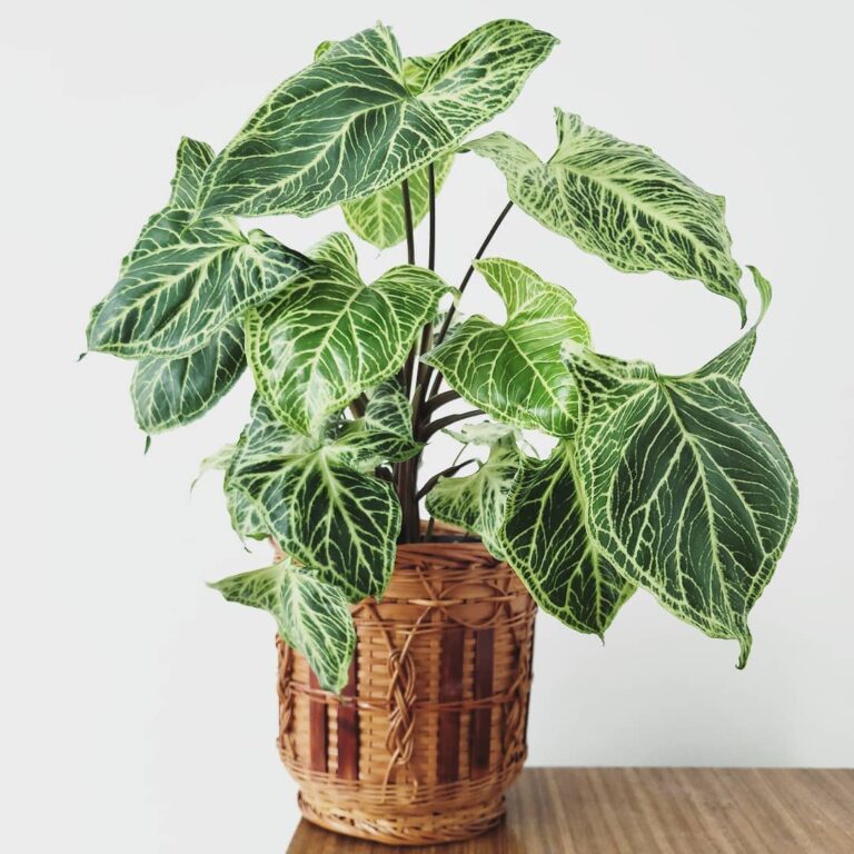 60 Syngonium Varieties (Arrowhead Plants) With Names and Pictures ...
