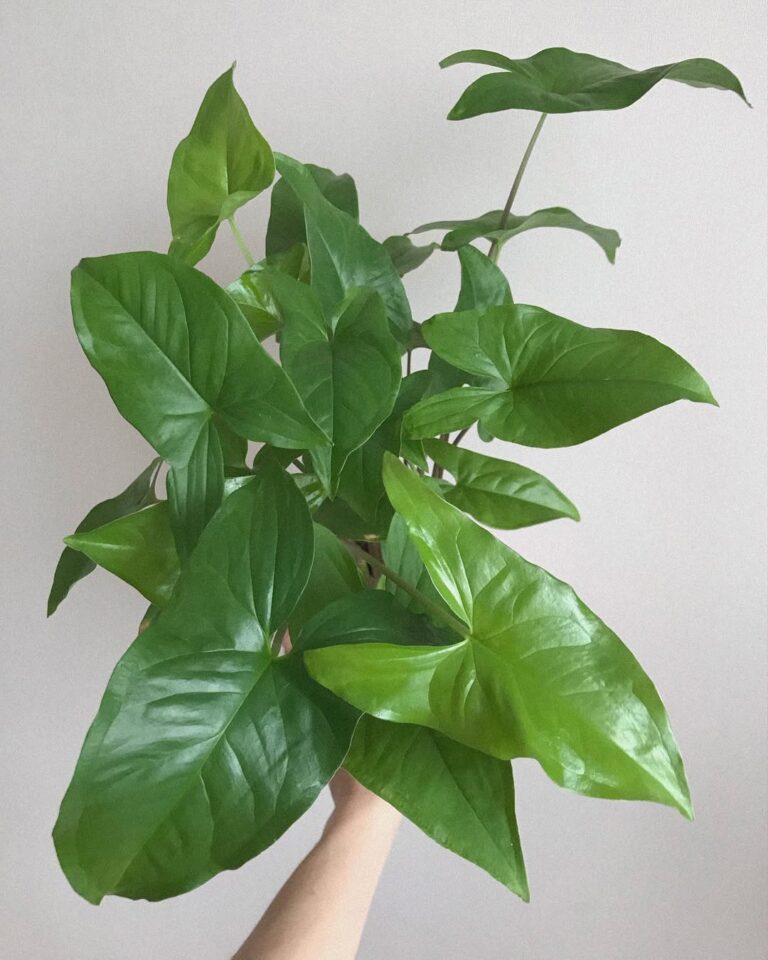 60 Syngonium Varieties (Arrowhead Plants) With Names and Pictures ...