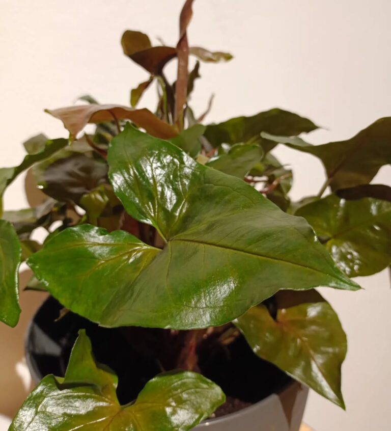 60 Syngonium Varieties (Arrowhead Plants) With Names and Pictures ...