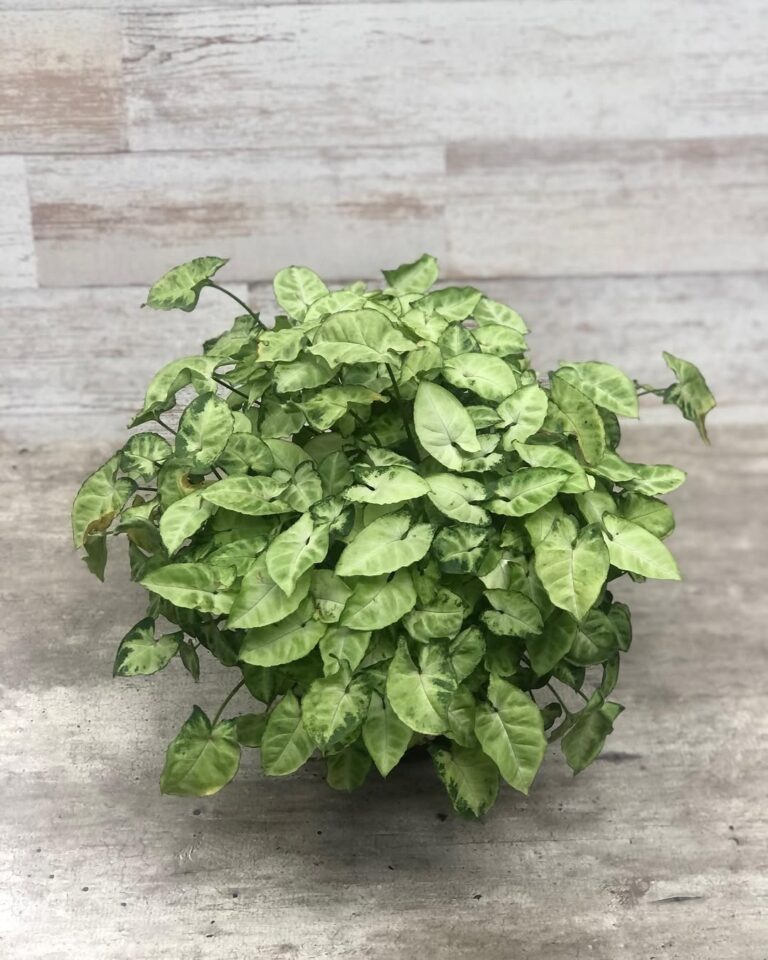 60 Syngonium Varieties (Arrowhead Plants) With Names and Pictures | Houseplant Alley