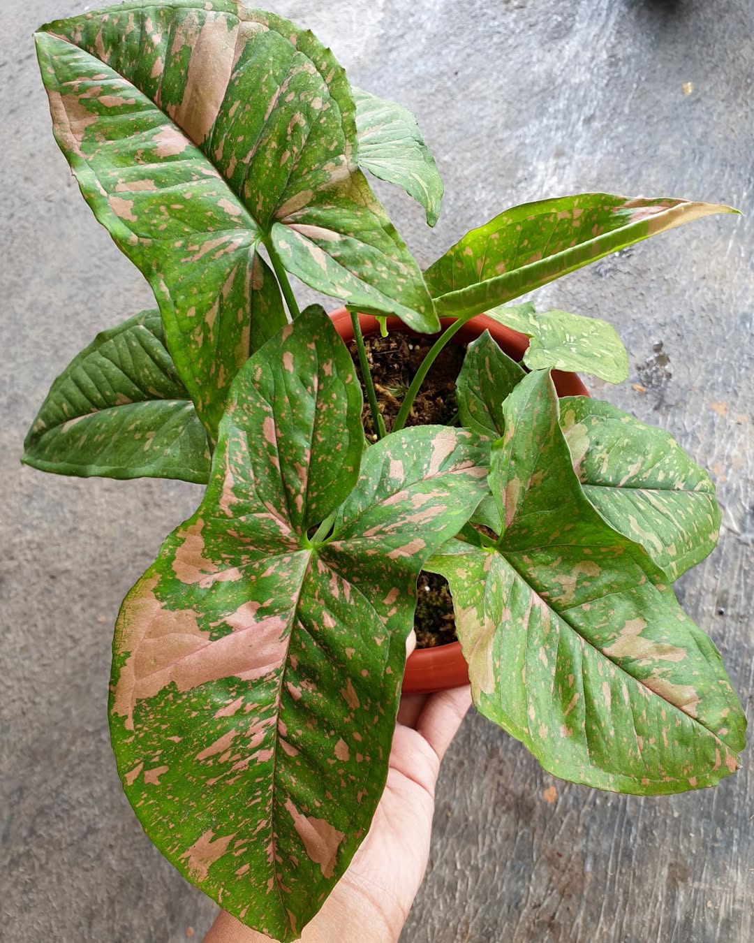 60 Syngonium Varieties (Arrowhead Plants) With Names and Pictures ...