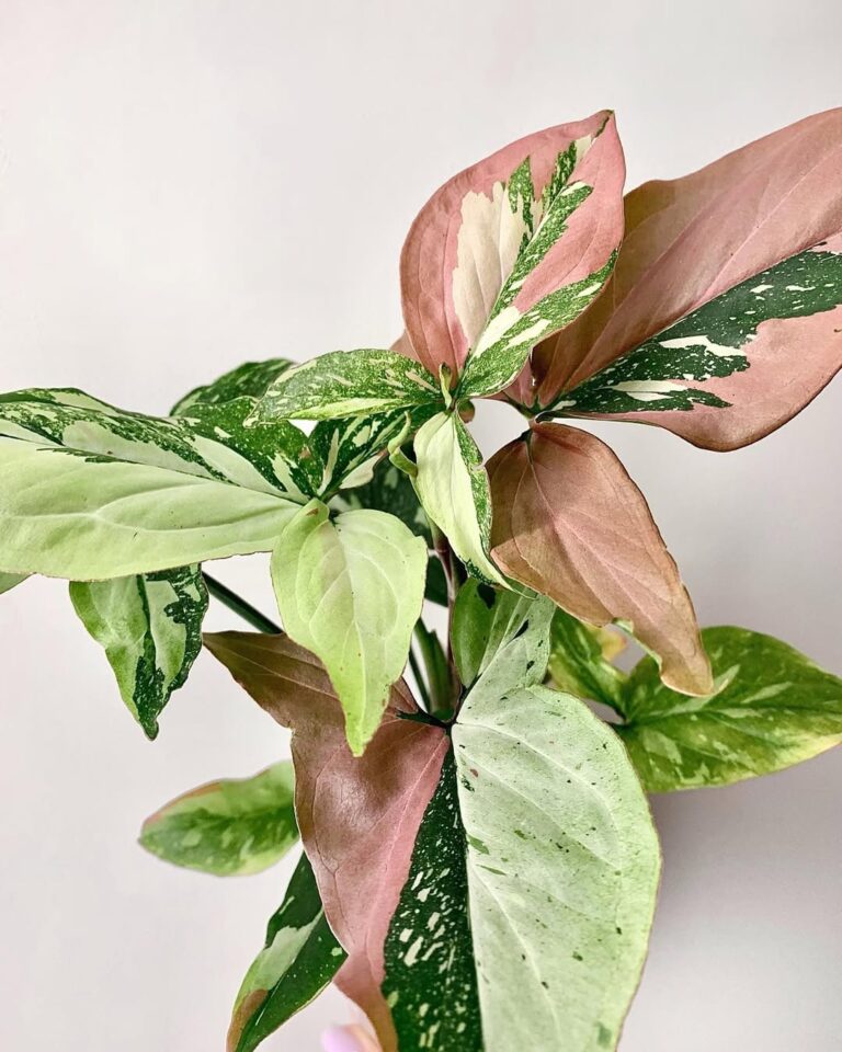 60 Syngonium Varieties (Arrowhead Plants) With Names and Pictures ...