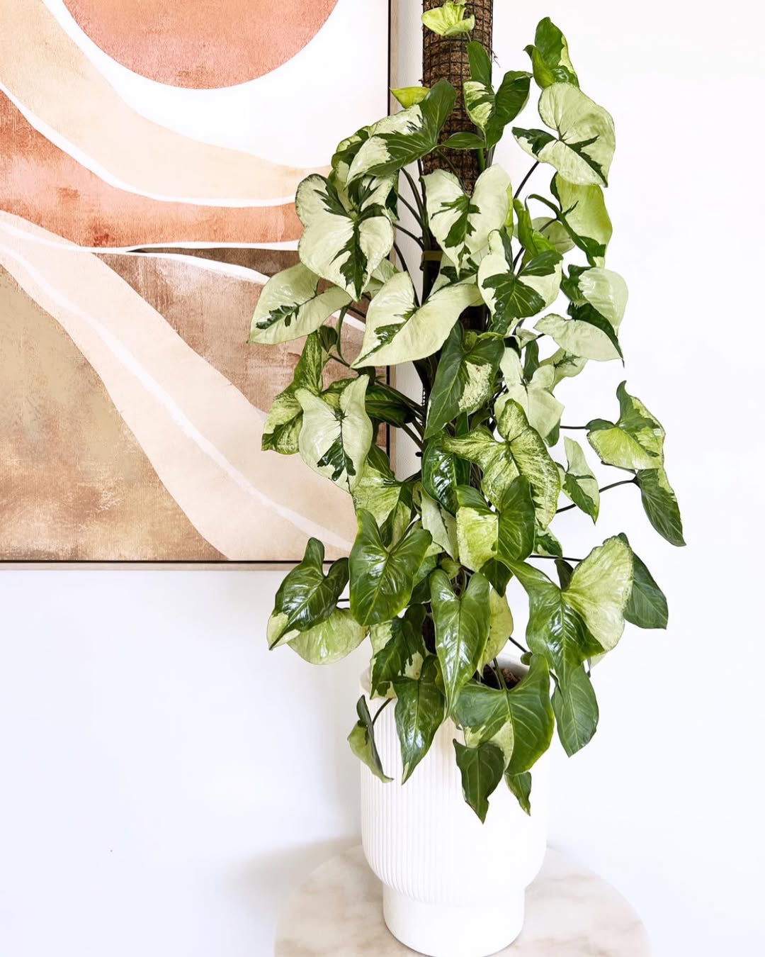 60 Syngonium Varieties (Arrowhead Plants) With Names and Pictures ...
