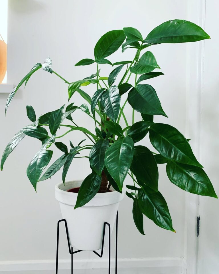 60 Syngonium Varieties (Arrowhead Plants) With Names and Pictures ...