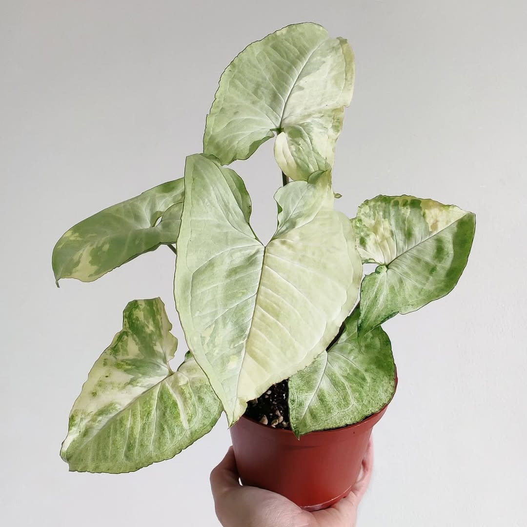 60 Syngonium Varieties (Arrowhead Plants) With Names and Pictures ...