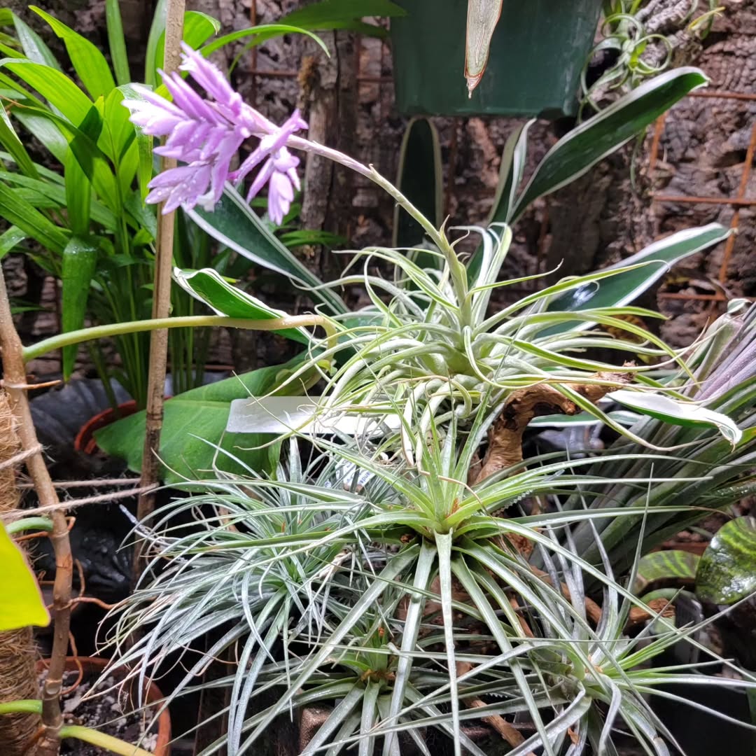 50 Xeric Air Plants That Thrive Without Soil & Water | Houseplant Alley