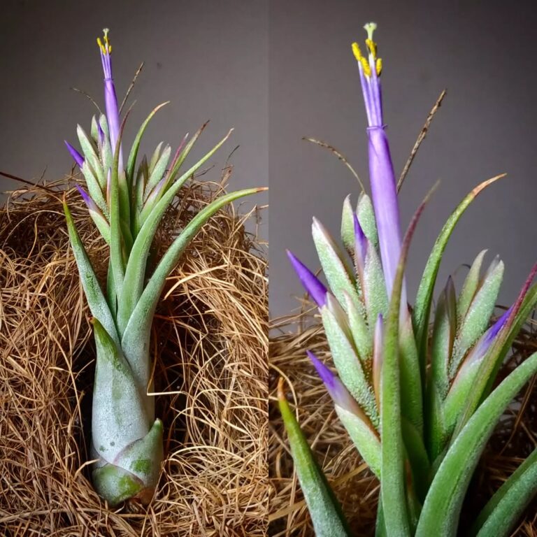50 Xeric Air Plants That Thrive Without Soil & Water | Houseplant Alley