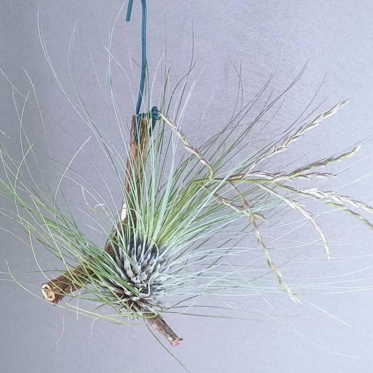 50 Xeric Air Plants That Thrive Without Soil & Water | Houseplant Alley