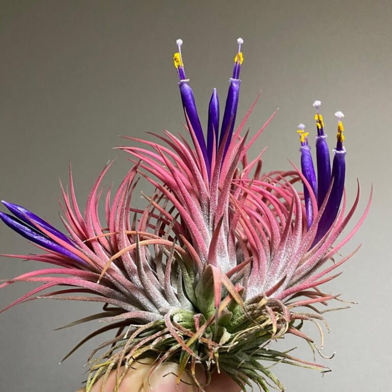 50 Xeric Air Plants That Thrive Without Soil & Water | Houseplant Alley