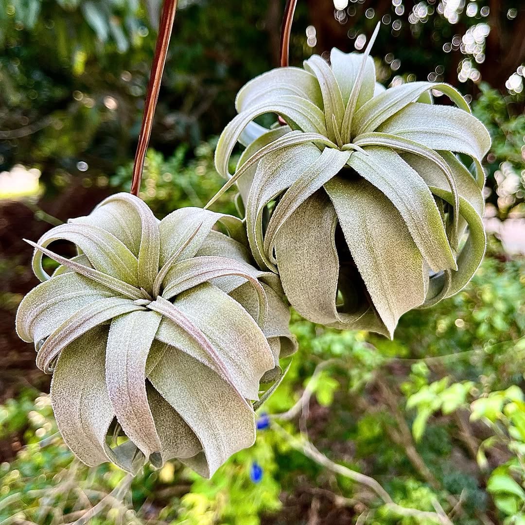 50 Xeric Air Plants That Thrive Without Soil & Water | Houseplant Alley